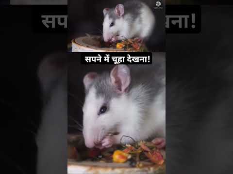 सपने में चूहा देखना | Sapne mein chuha dekhna | Rat dream meaning | Mouse