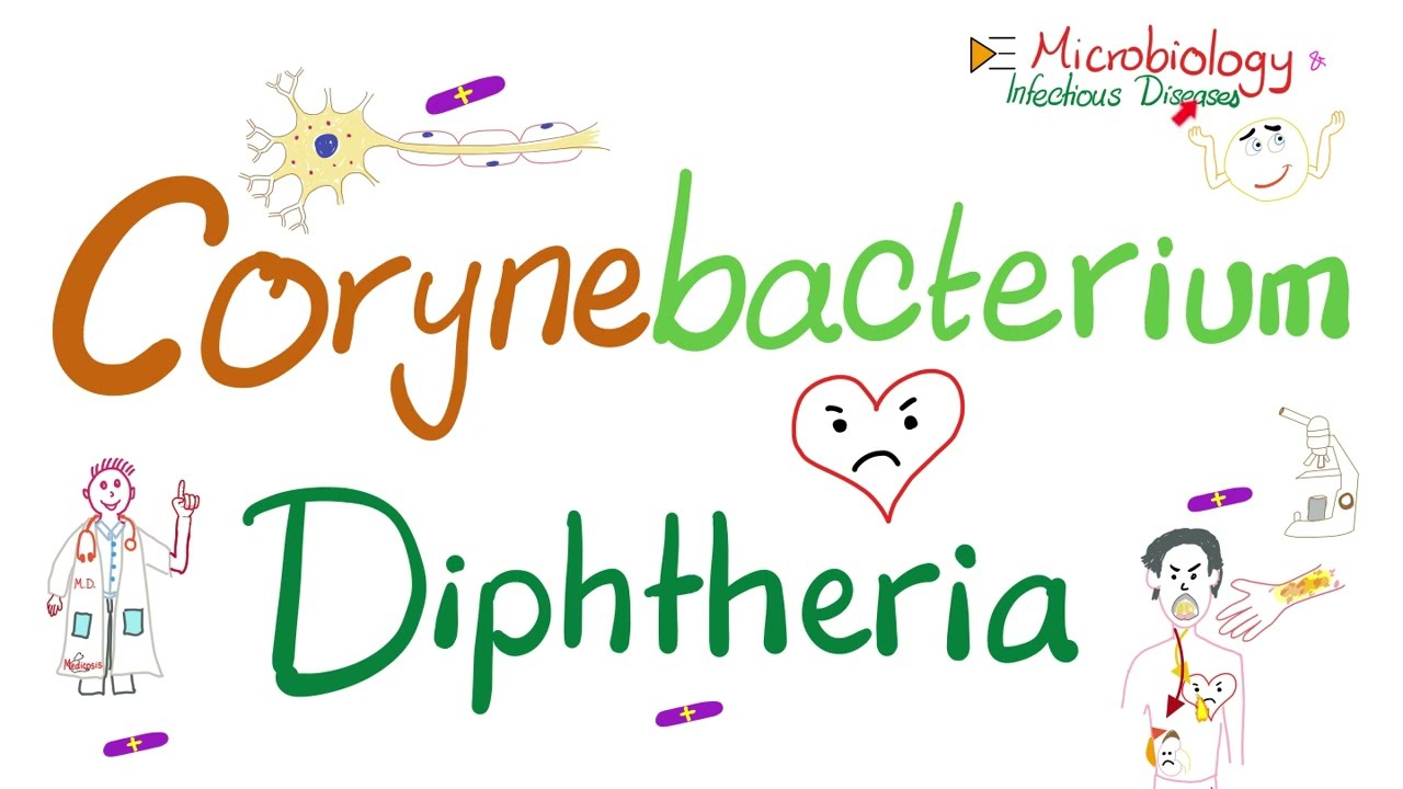 Corynebacterium Diphtheriae Characteristics | Microbiology 🧫 & Infectious Diseases