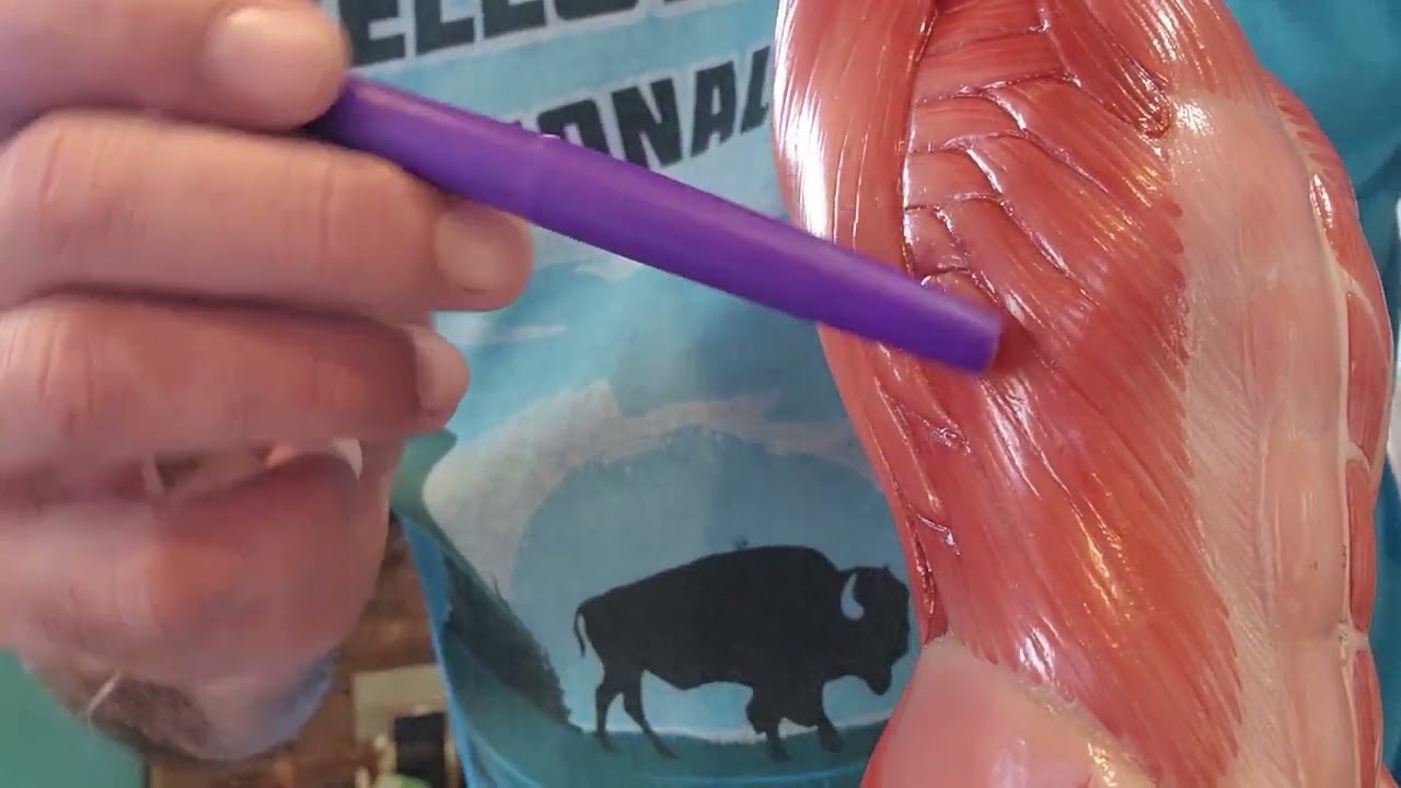 Superman Muscle Model