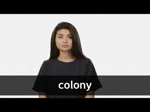 How to pronounce COLONY in American English