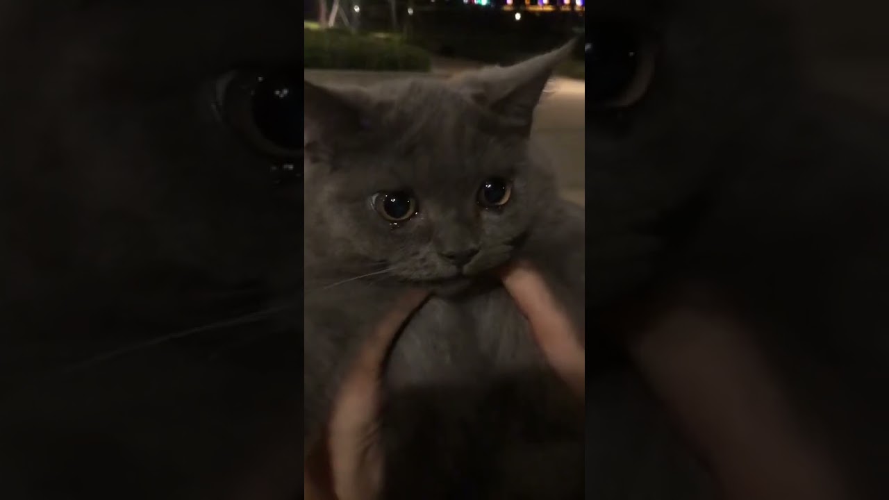Crying Cat Meme Template #newmemetemplate #memes #latestmeme #memetemplate