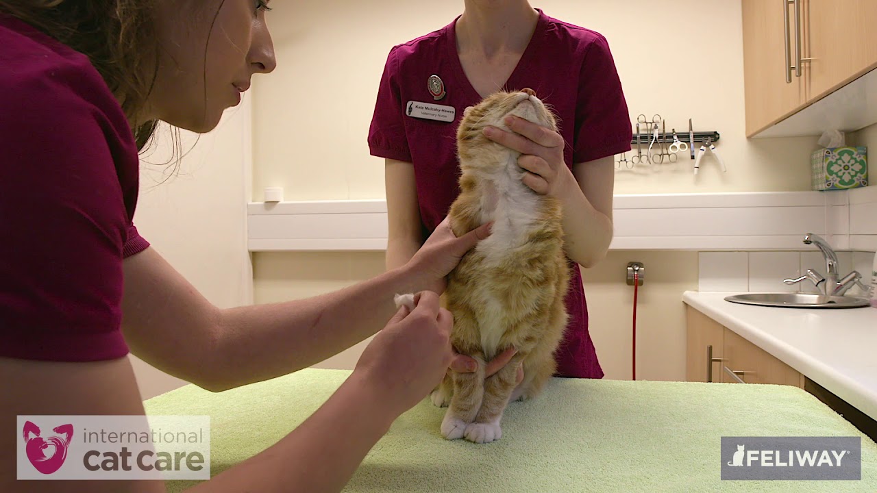 Blood sampling a cat