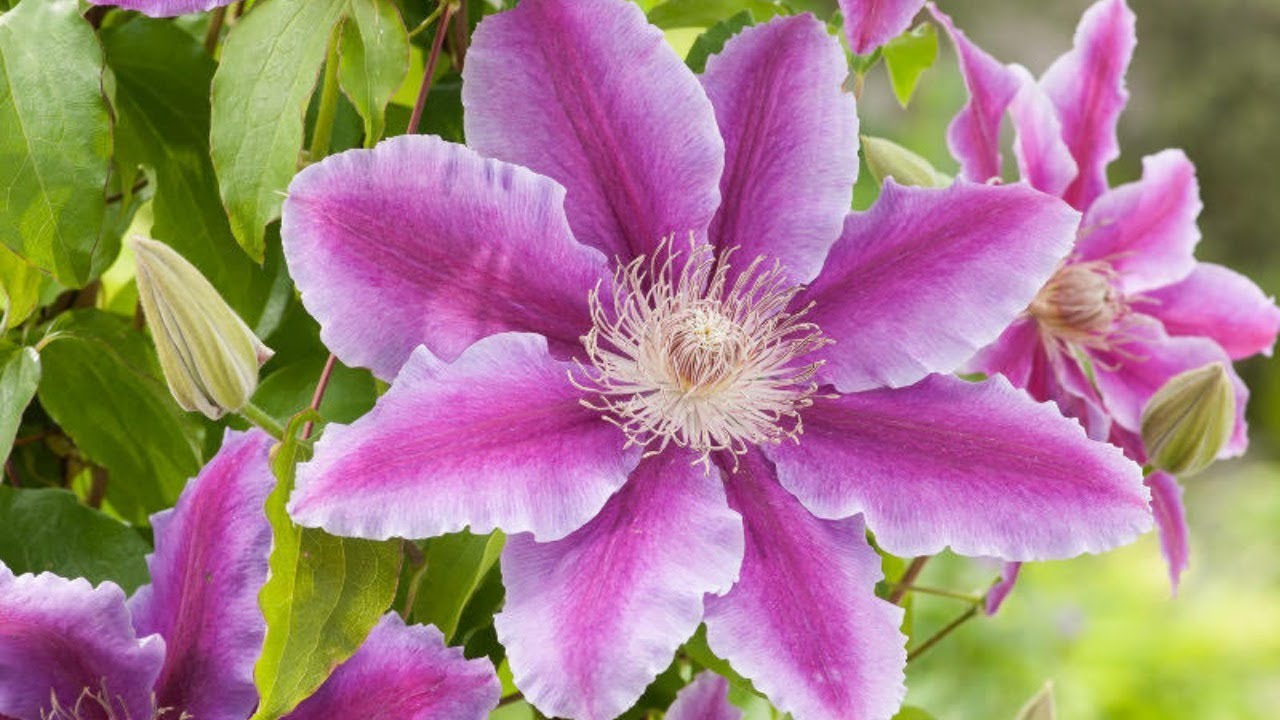 Marlene Walsh Funeral Service