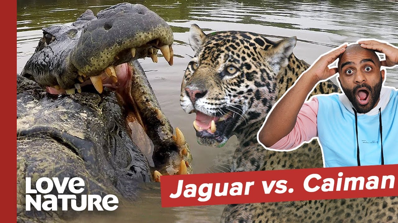 Can a Jaguar Kill a Large Caiman Crocodile?
