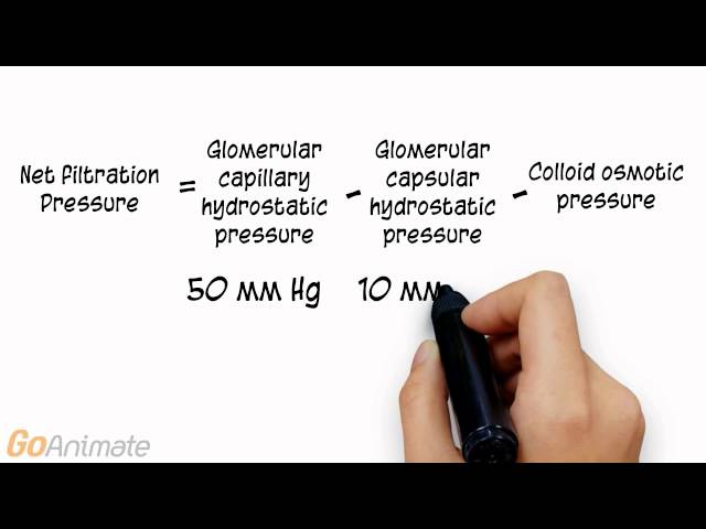 How to pronounce glomerular capsule | HowToPronounce.com