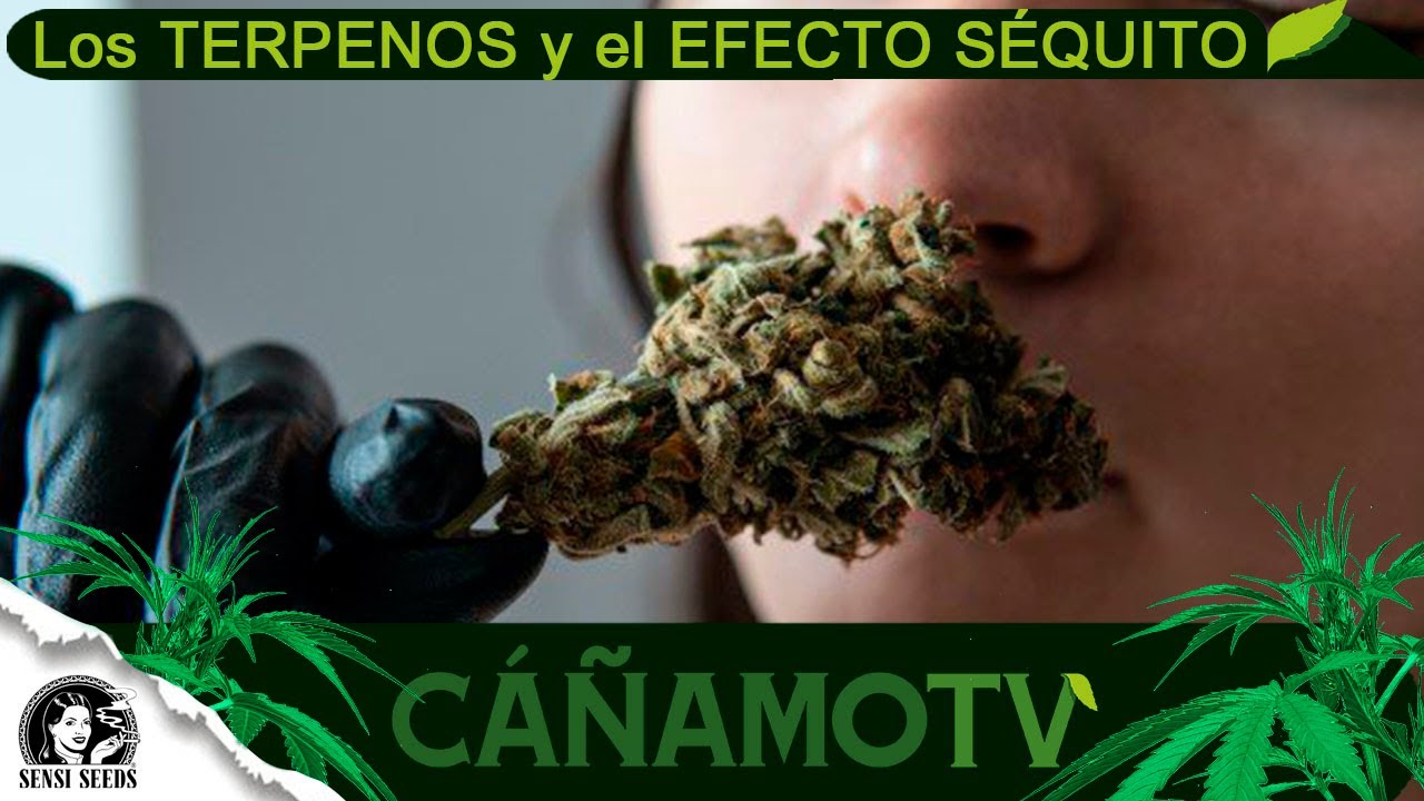 Cómo los TERPENOS contribuyen al EFECTO SÉQUITO