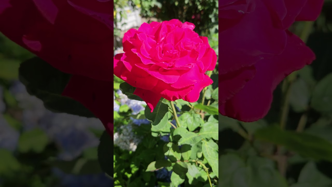 Gorgeous pink rose🌹 #beautiful #pinkrose🌹#rosegarden🌹