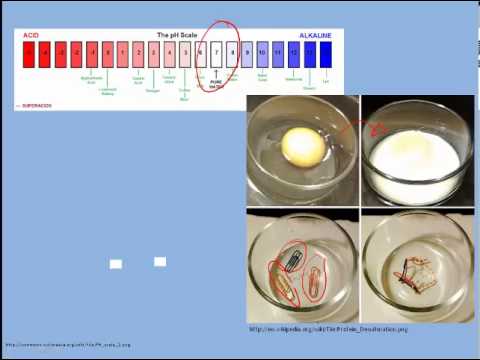 Factors Affecting Enzyme Activity