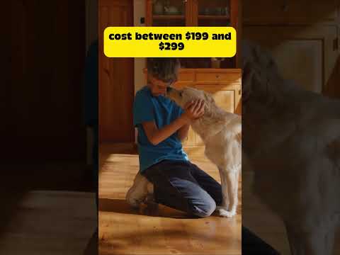 Budget Friendly AI Pet Gadgets You Must Buy in 2025