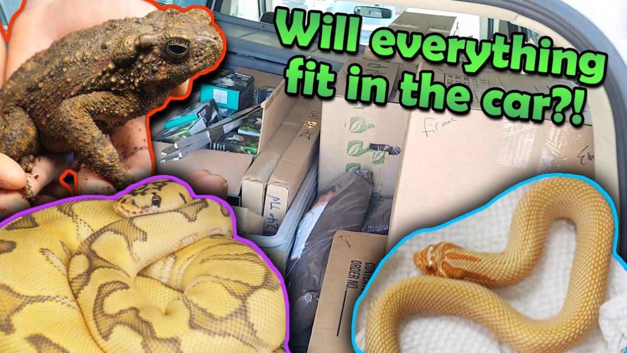 Tinley Park Reptile Show- Part 2! (What we bought!)