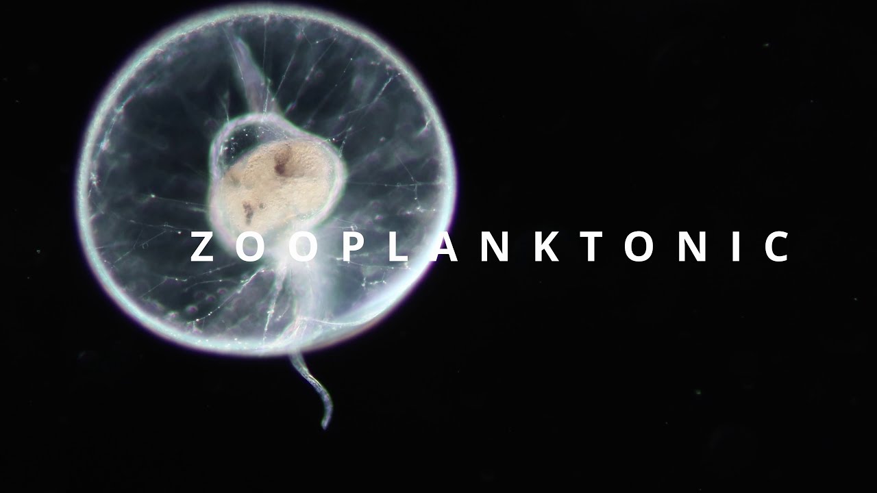 ZOOPLANKTONIC - plankton diversity