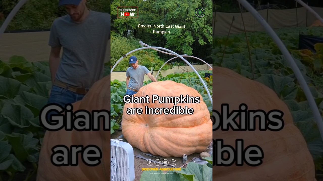 Growing Giant Pumpkin 😱