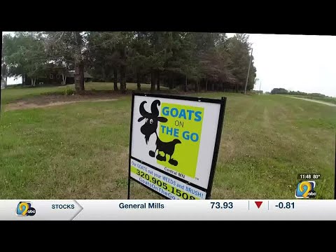 'Goats on the Go' uses goats to provide weed, brush removal
