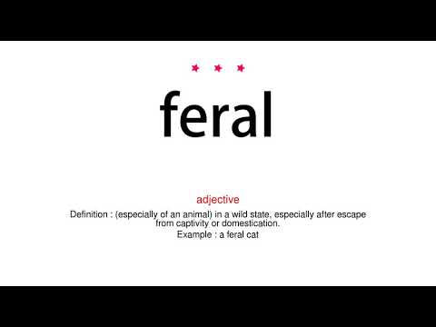 How to pronounce feral - Vocab Today