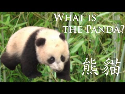 Discovering China - What is the Panda?