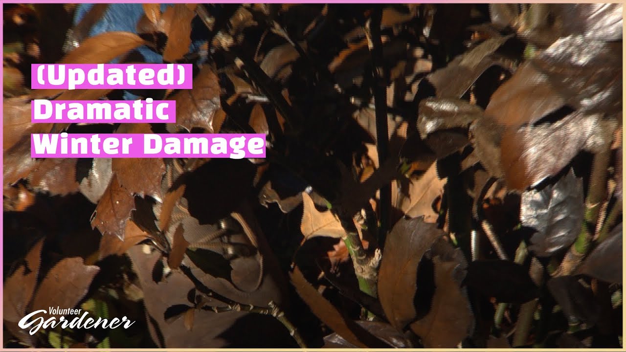 (UPDATED) Dramatic Winter Damage | Volunteer Gardener
