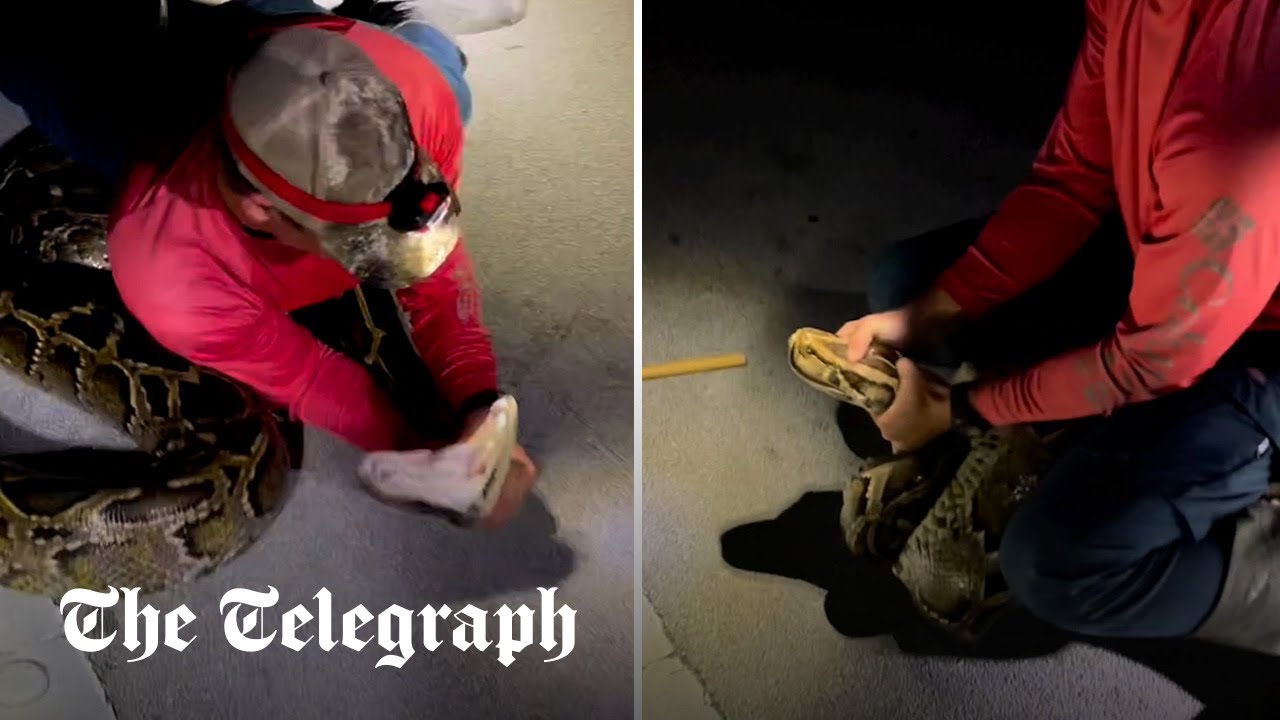 Watch: Florida snake hunter wrestles longest python ever caught in US