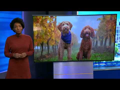 2023 Wine Dogs Calendar Contest is looking for your dog photos
