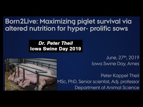 Nutrition for hyper-prolific sows - Dr. Peter Theil - Iowa Swine Day 2019