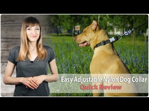Walking and Training Adjustable Nylon Dog Collar - Quick Review