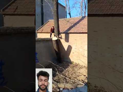 Safe and Efficient Tree Cutting || #treecutting #cuttingskills