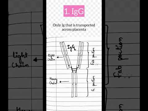 Immunoglobulin G #IgG #IgGsize #IgG normal range #immunity