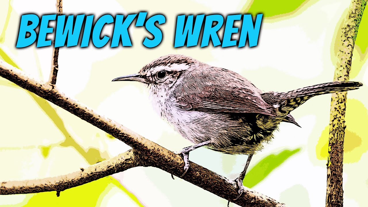 Bird With Me to Find Bewick's Wren