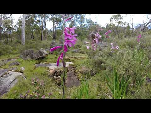 Landscope, Summer 2022-23, Vol 38, Number 2, Mundy Regional park