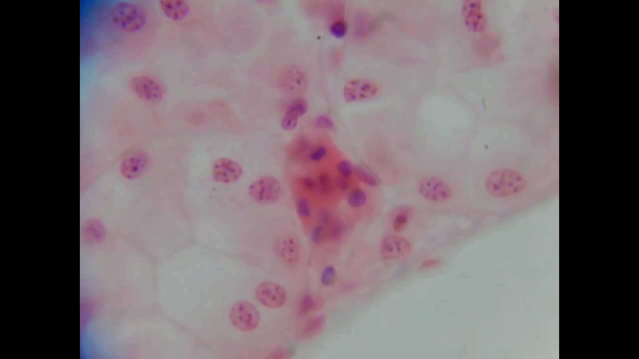 the frog pancreas
