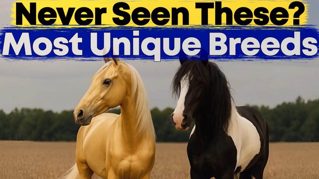 21 Most Unique Horse Breeds