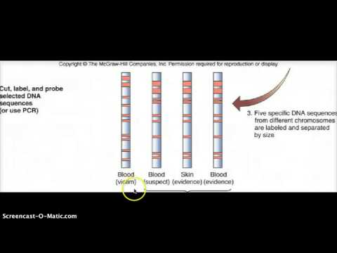 DNA profiling