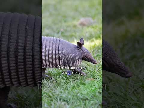 Amazing Facts About Armadillo In Hindi #shorts #shortsfeed #shortsyoutube #viral #youtubeshorts