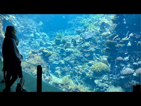 REEF TANK TOURS - 8.000.000 liters - biggest living coral reef aquarium in Burgers Zoo #meerwasser