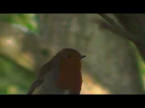 Robin Song Close-up