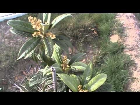 Loquat trees, fruit and flowers