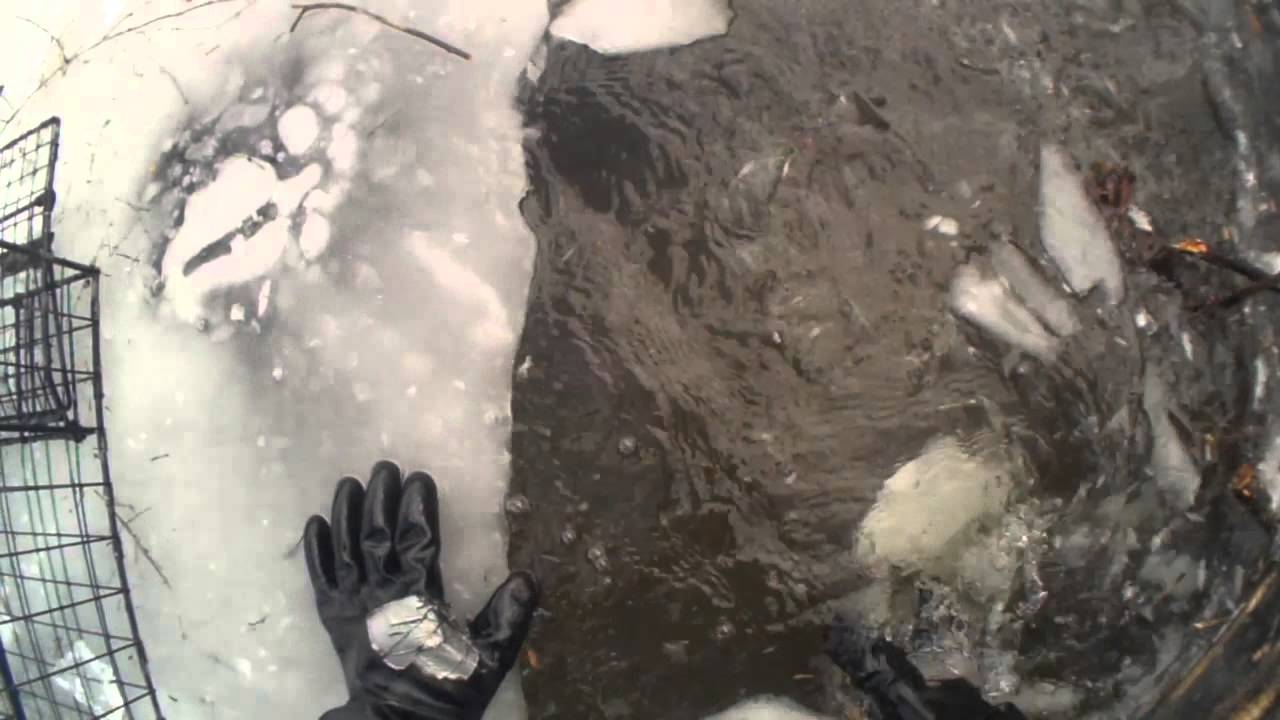 Setting a Comstock Beaver Cage Under Ice