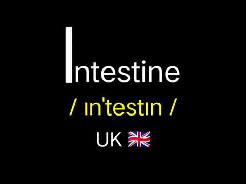 How to pronounce " Intestine " ? British Accent ! Medical Word Intestine ! ( Accurately )