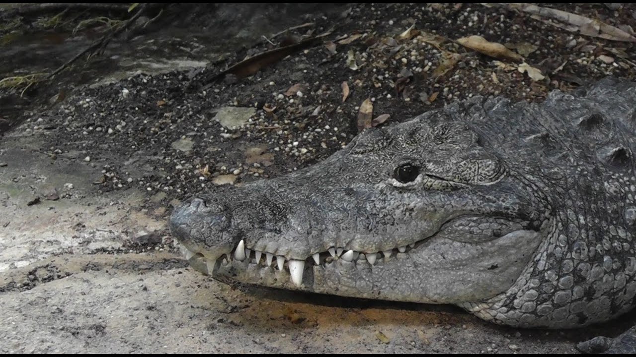 Beulenkrokodil (Crocodylus moreletii) - Morelet's crocodile