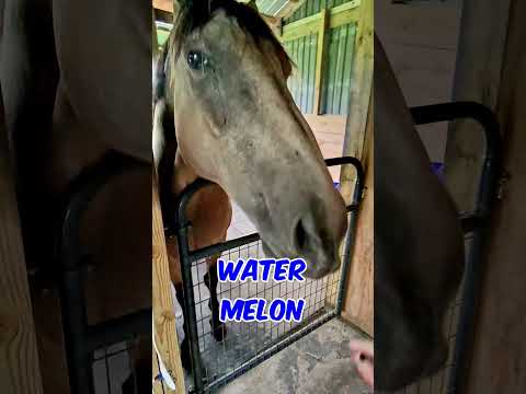 The Watermelon Joke That Make Ren Laugh ? 🍉🐴 #horse #dadjokes