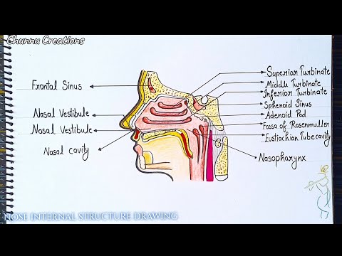 Nose structure diagram | How to draw nose internal structure | nose anatomy step by step |