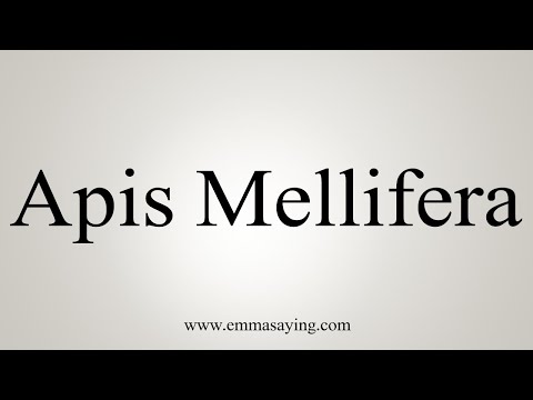 How To Say Apis Mellifera
