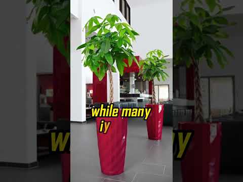 Choose Beautiful Large Indoor Planter #youtubeshorts #ytshorts #planter #shorts