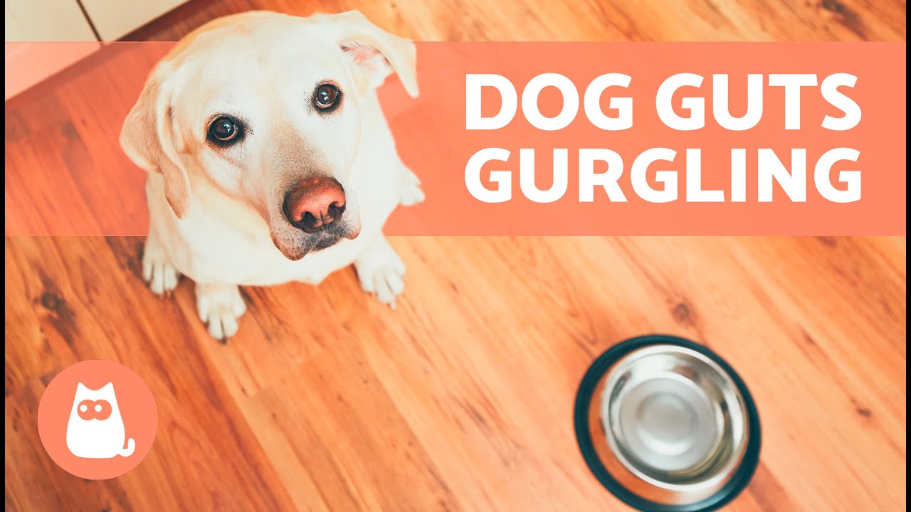 My DOG'S GUTS Are Making LOUD NOISES 🐶🔊 (6 Causes)