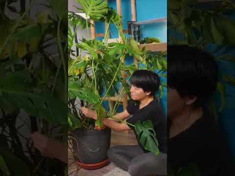 Monstera Yellowing Leaves?