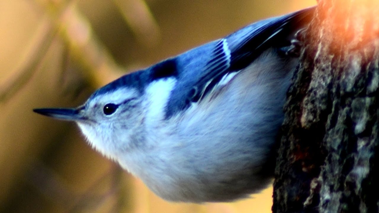 Nuthatch bird call / song / sounds