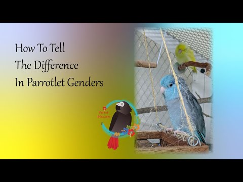 How To Tell The Difference In Parrotlet Genders