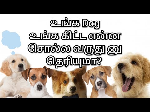 How to understand Dog's behaviour? | Tamil | Creative Classroom