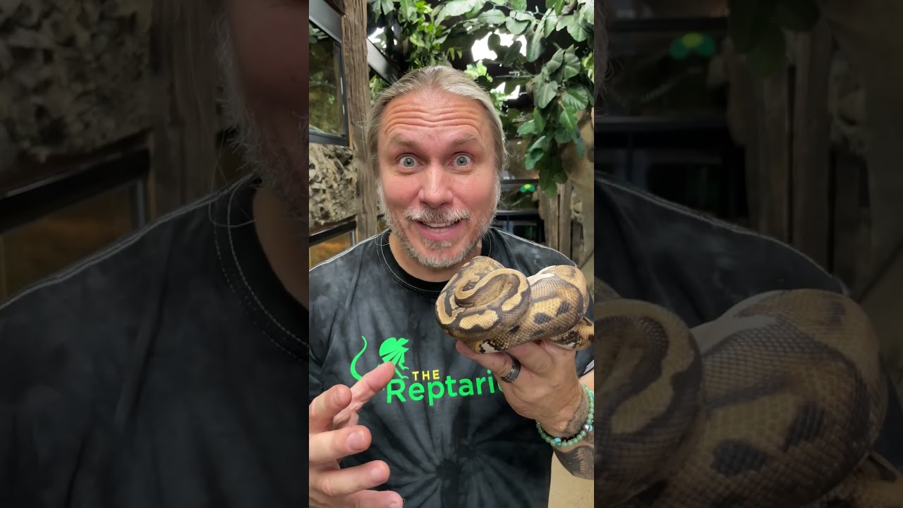 This is How it Feels to Get Bitten by a Snake! #shorts