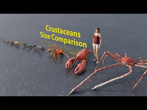 Crustaceans size comparison | Rodents size comparison | 3D Animation #animation #animals