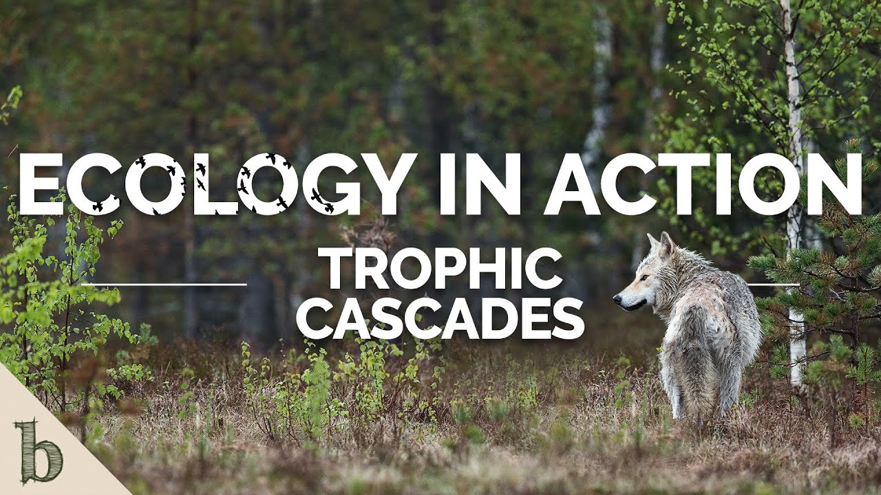 Trophic Cascades | Ecology In Action